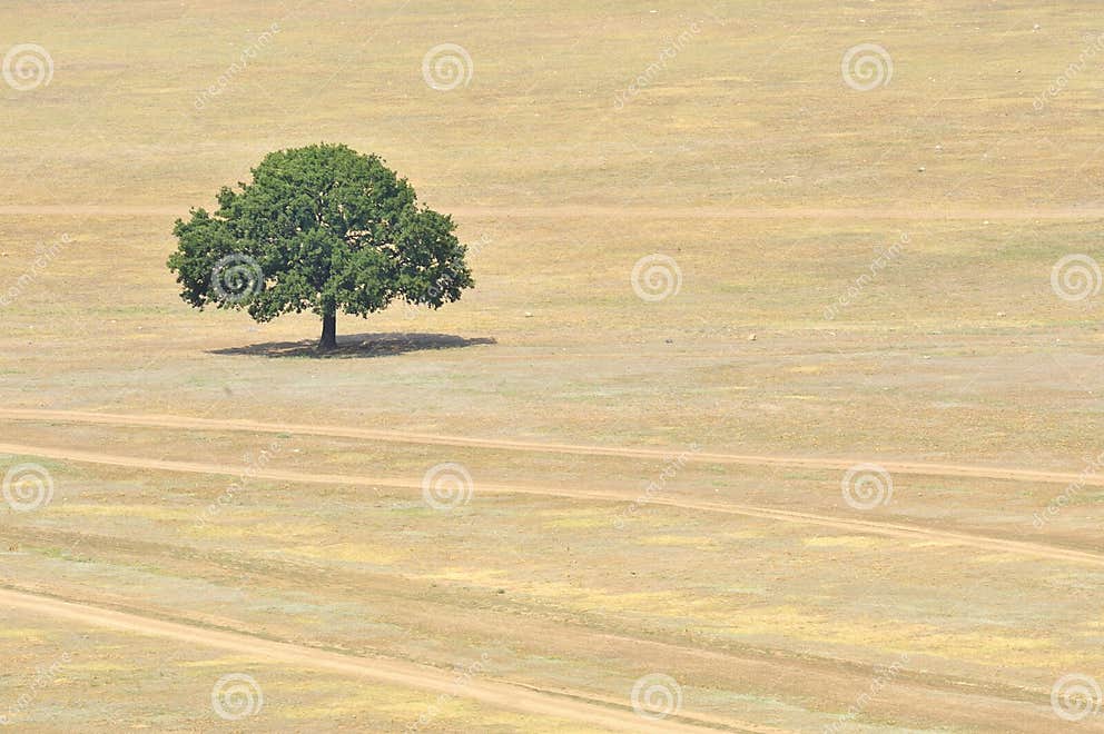 Single tree on field stock photo. Image of lone, maple - 15172994