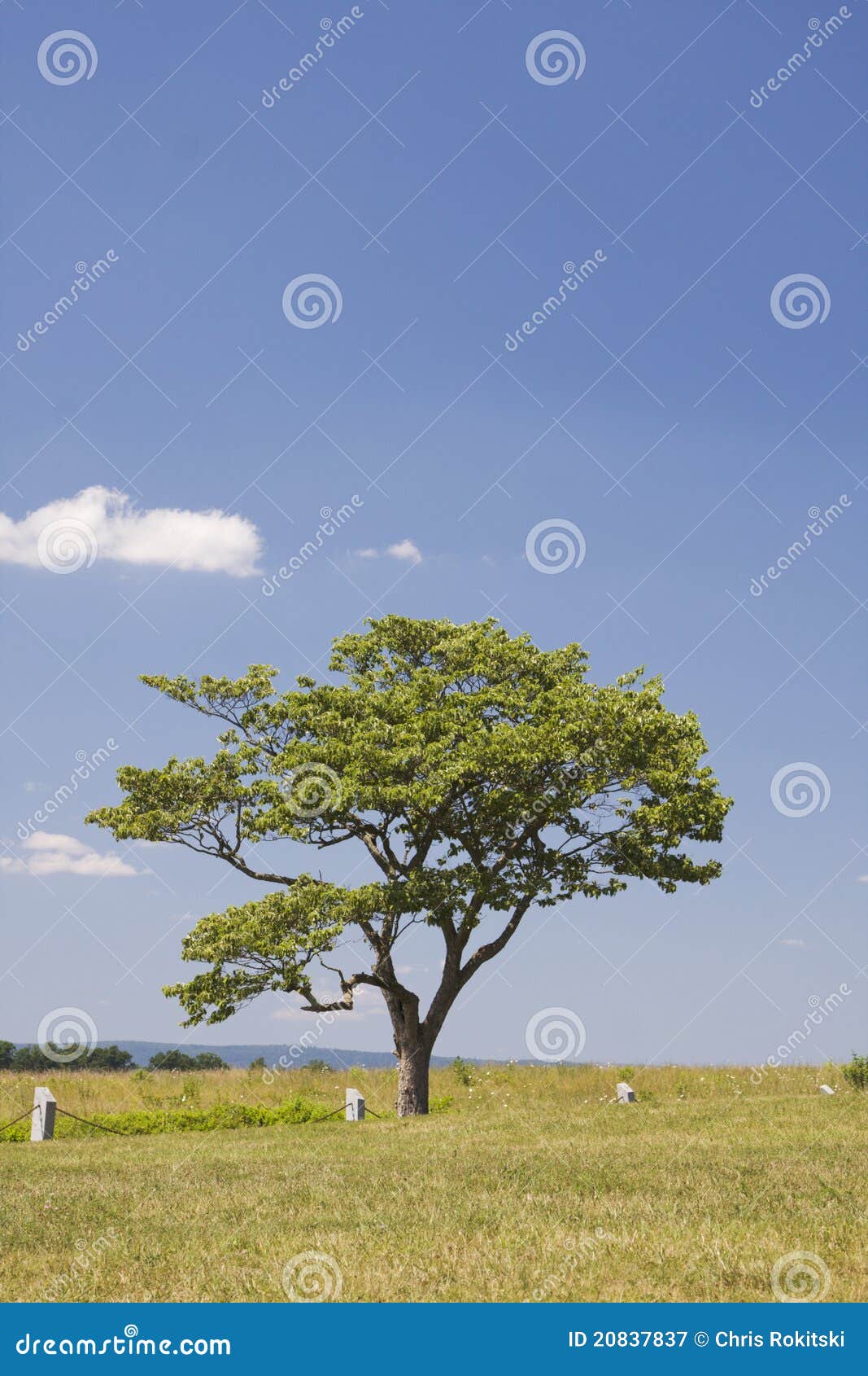 Single Tree in Field stock image. Image of center, scenic - 20837837