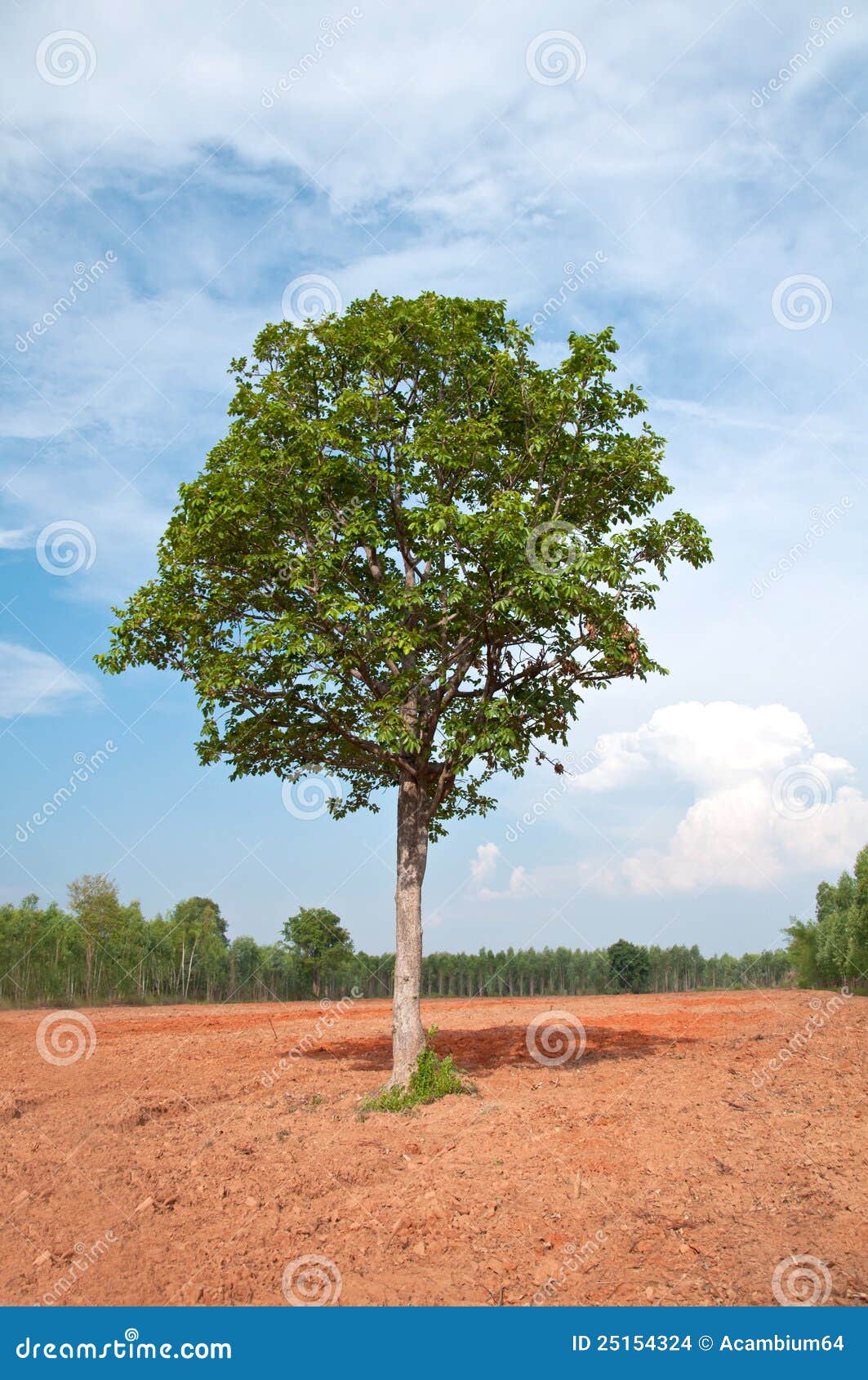A Single Tree in the Field stock photo. Image of outdoors - 25154324