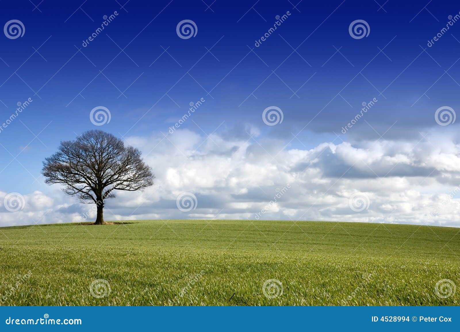 Single tree in a field stock photo. Image of clouds, solitude - 4528994