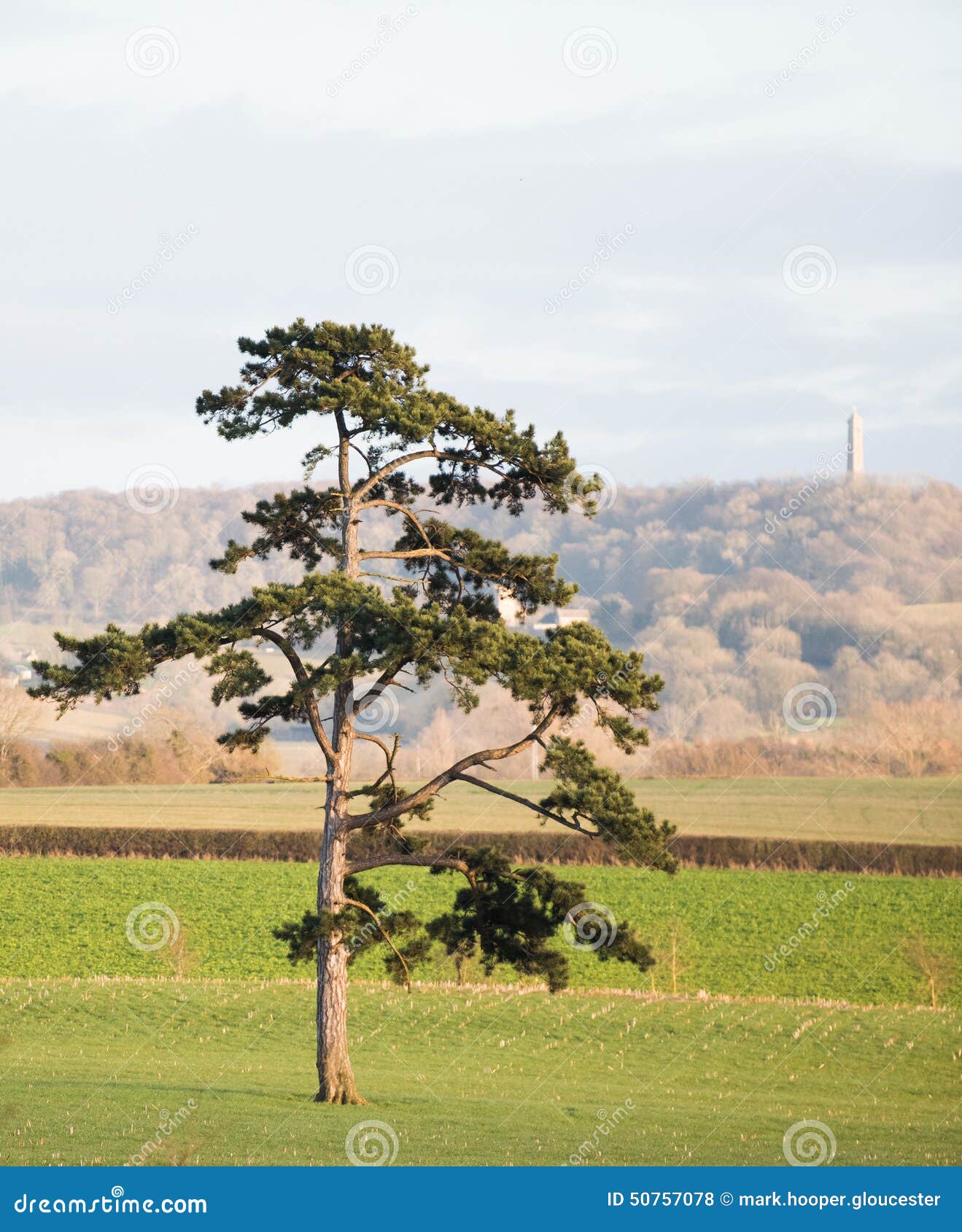 Single Tree in a Field stock photo. Image of rural, simplicity - 50757078