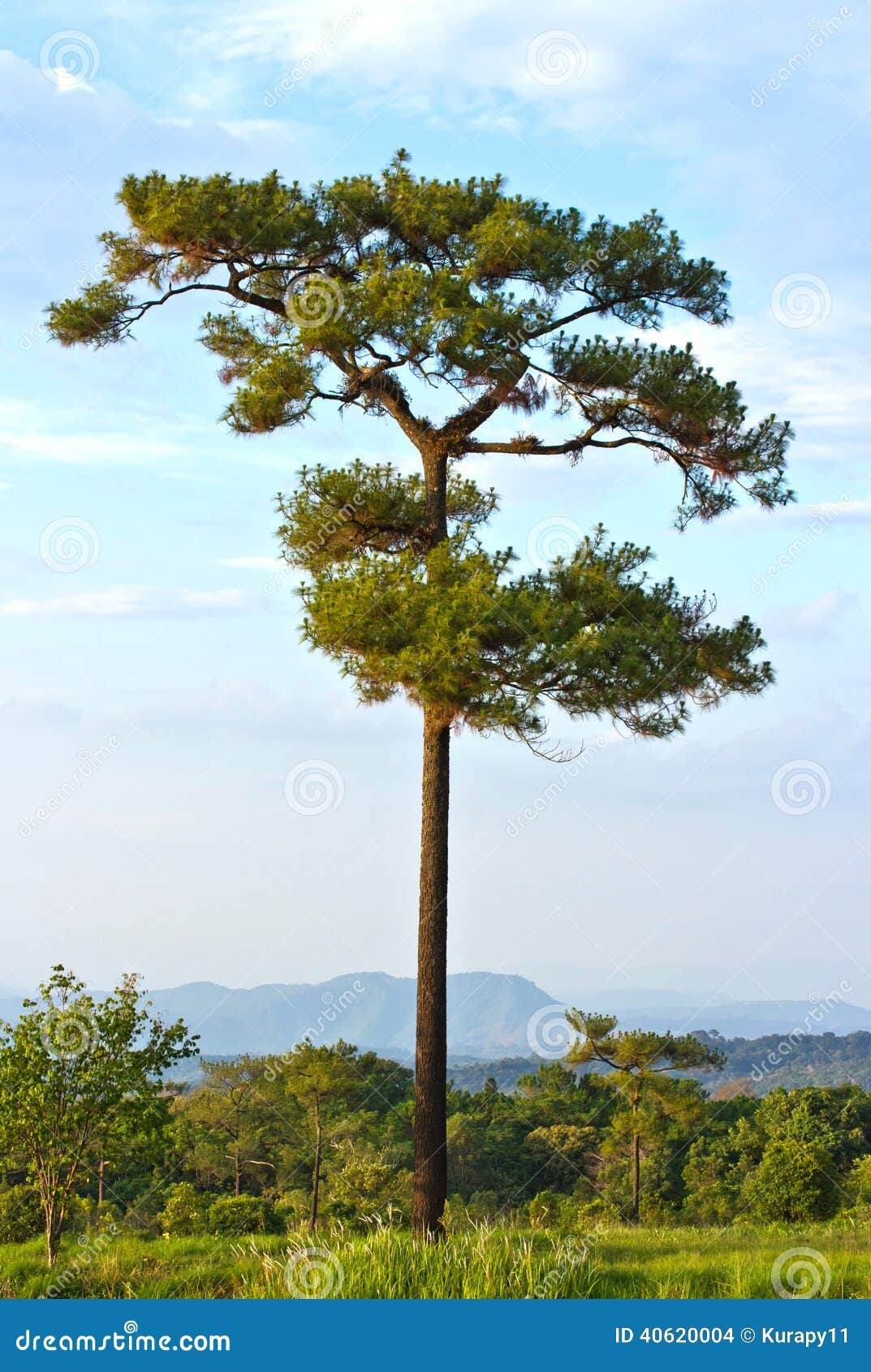 Single Tree on the Field, Beautiful Natural Summer Landscape, Pi Stock ...