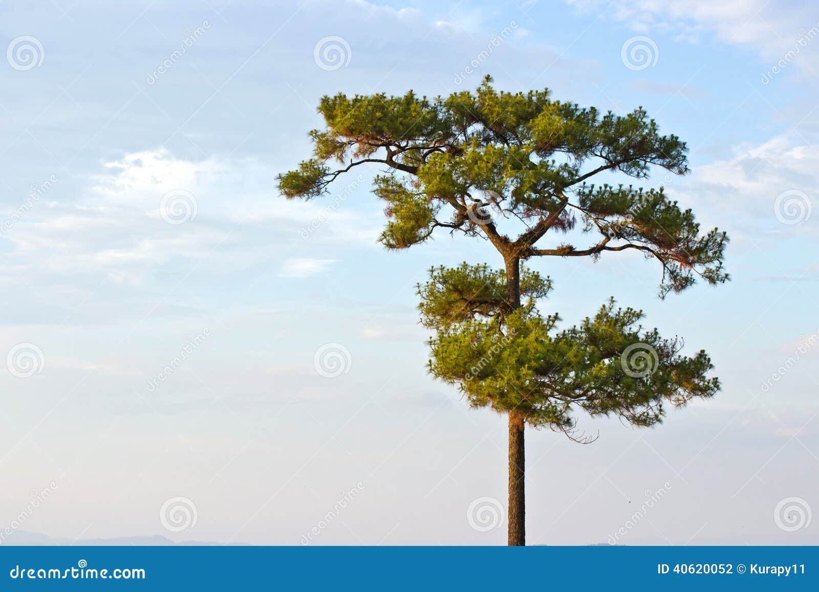 Single Tree on the Field, Beautiful Natural Summer Landscape, Pi Stock ...