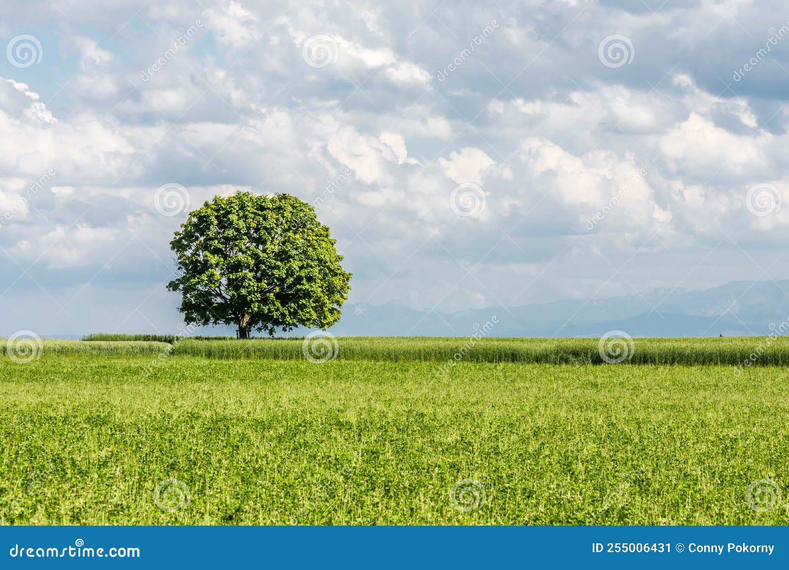 Single Tree on Field, Canton Thurgau, Switzerland Stock Image - Image ...