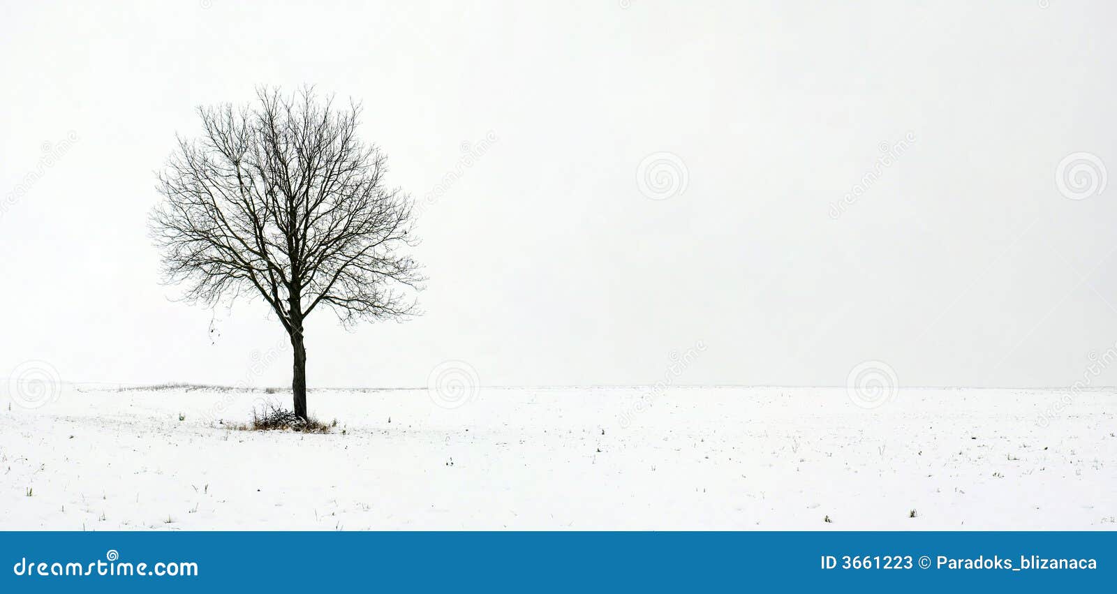 Single Tree in Field during First Snow Stock Image - Image of lone ...