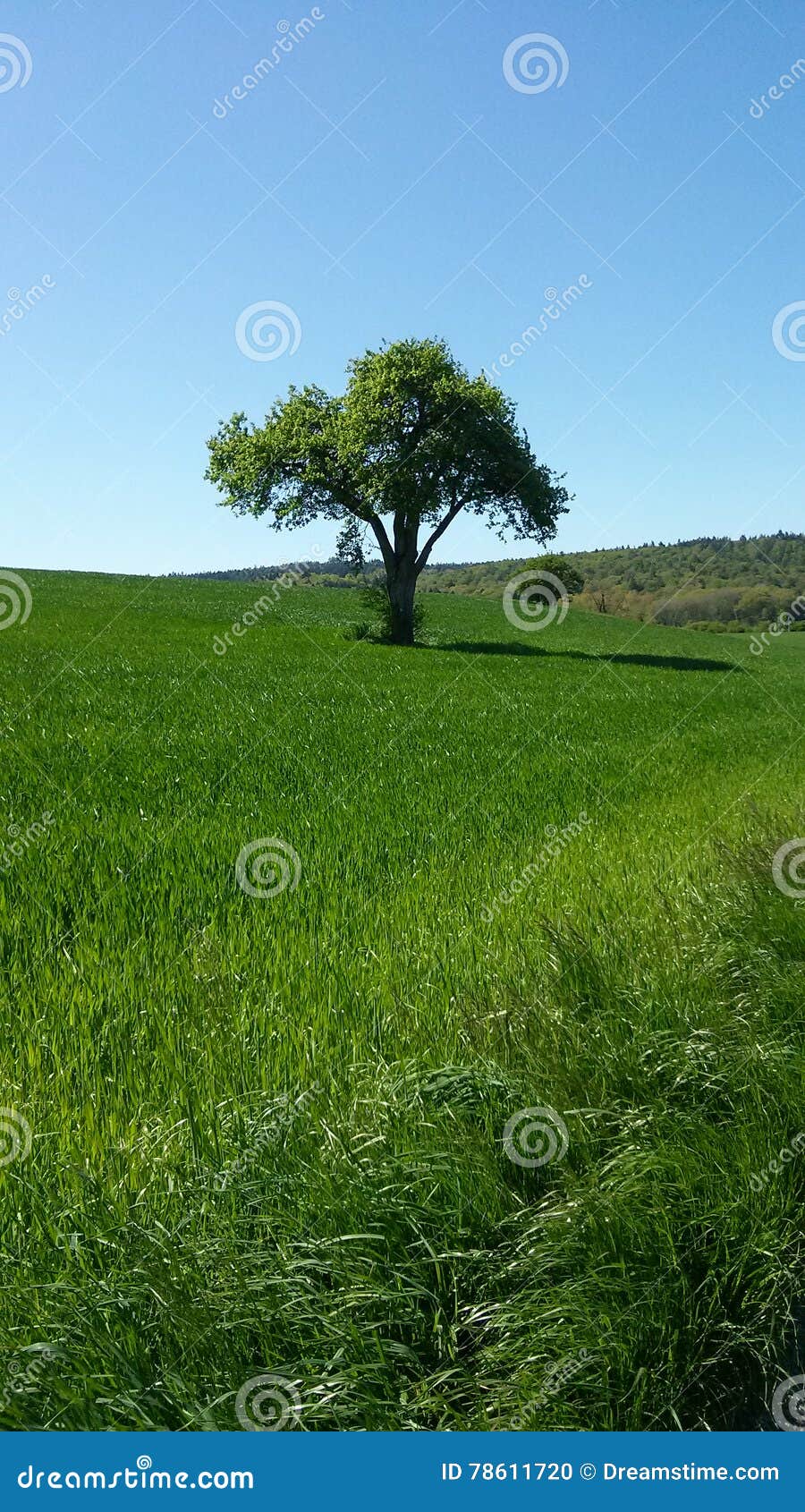 Single tree on a field stock photo. Image of flowers - 78611720