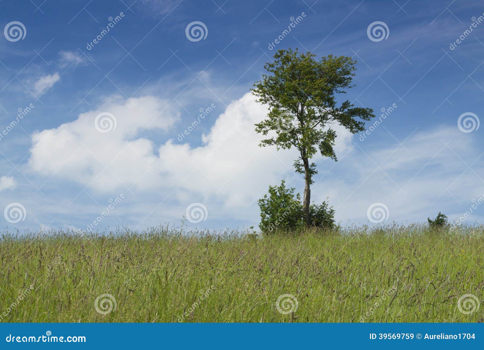 Single Tree in a Field stock image. Image of forlorn - 39569759