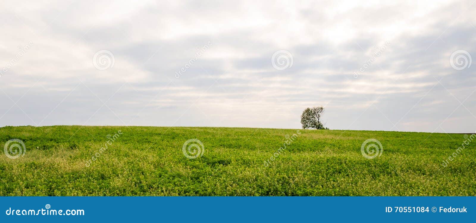 Single Tree in the Field. Green Grass and Farmland Stock Photo - Image ...