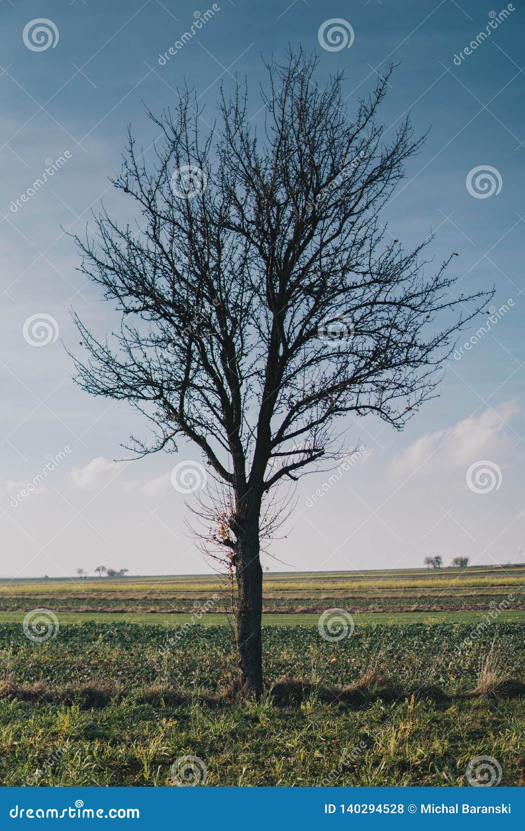 Single tree in the field stock photo. Image of plant - 140294528