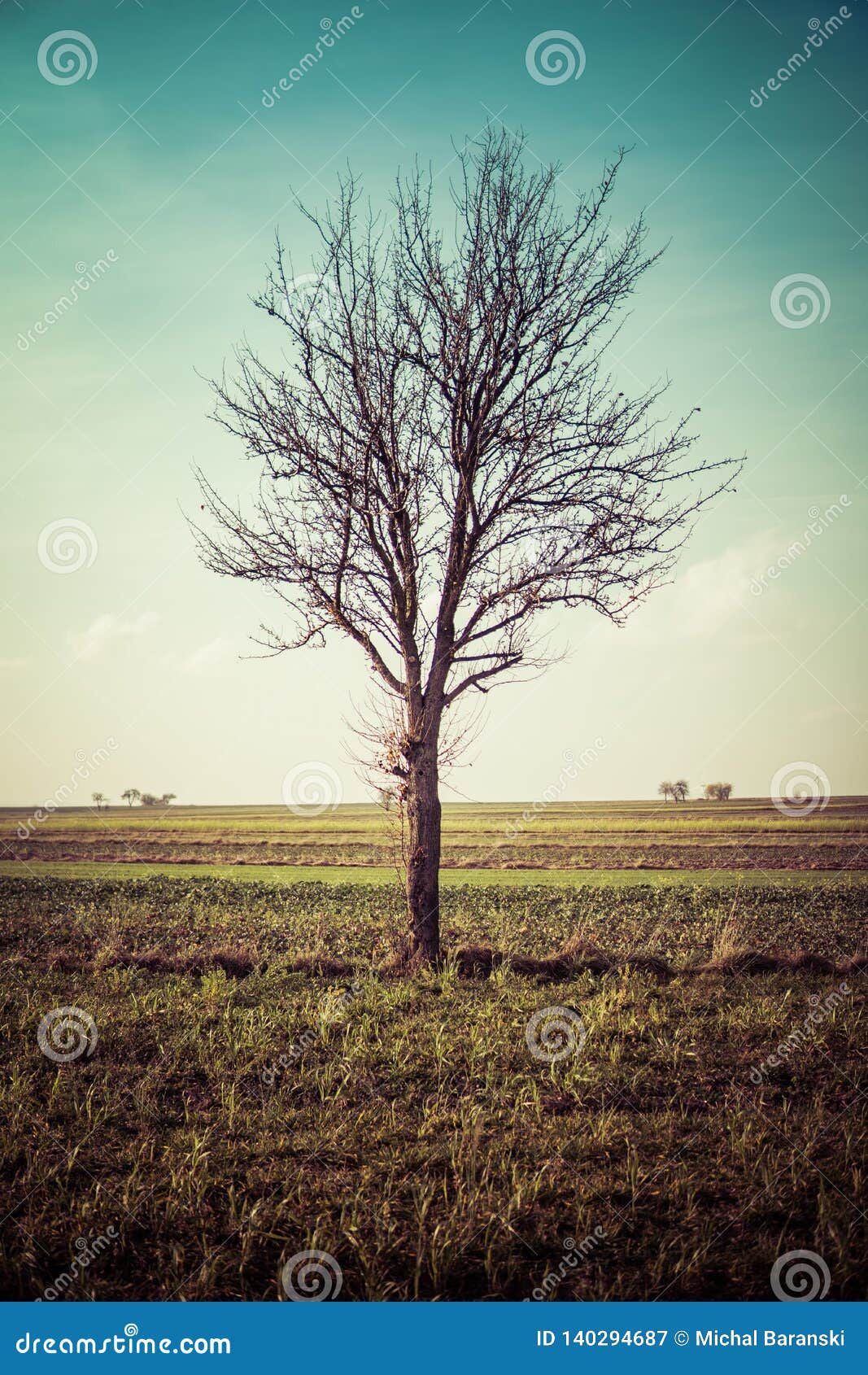 Single tree in the field stock image. Image of countryside - 140294687