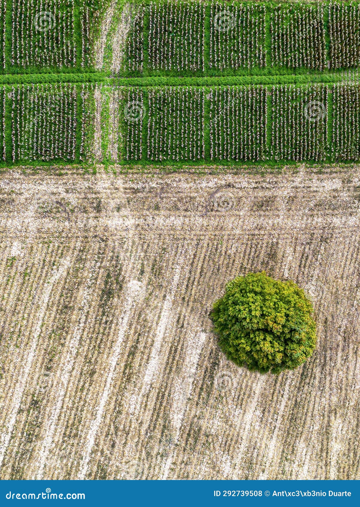 A Single Tree in a Field of Harvested Grain Stock Photo - Image of ...