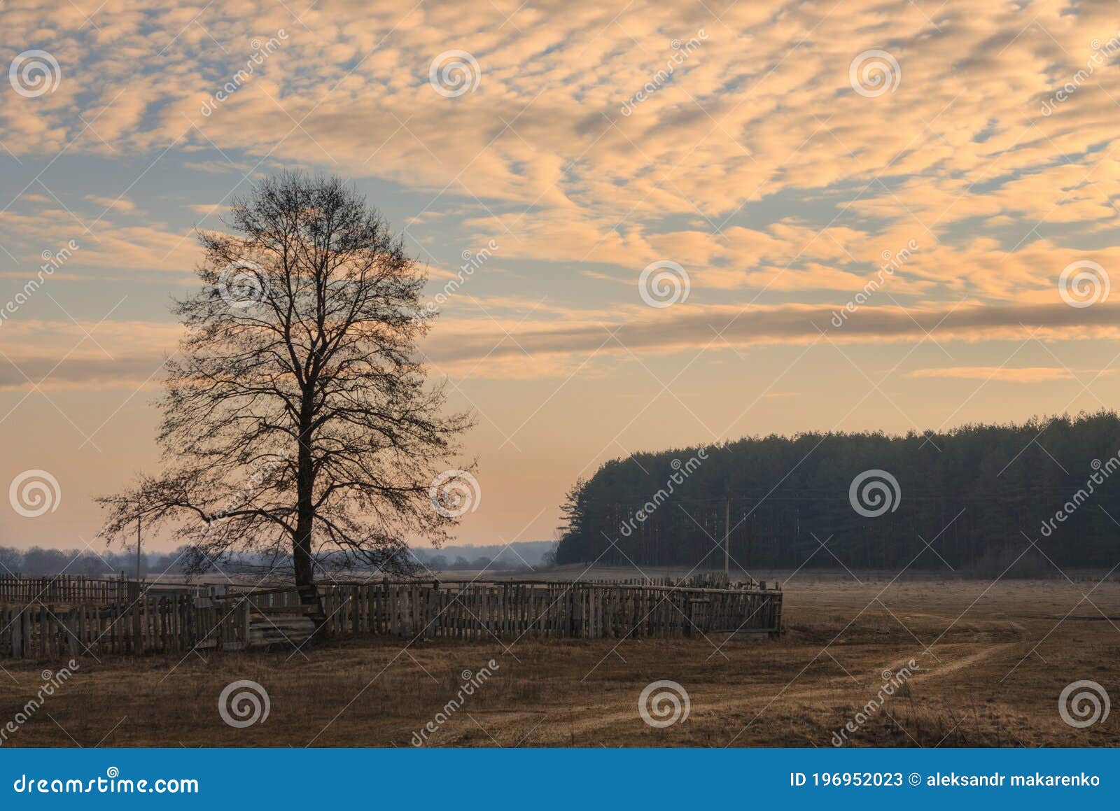 Single Tree in a Field Large and Mature Stock Image - Image of branch ...