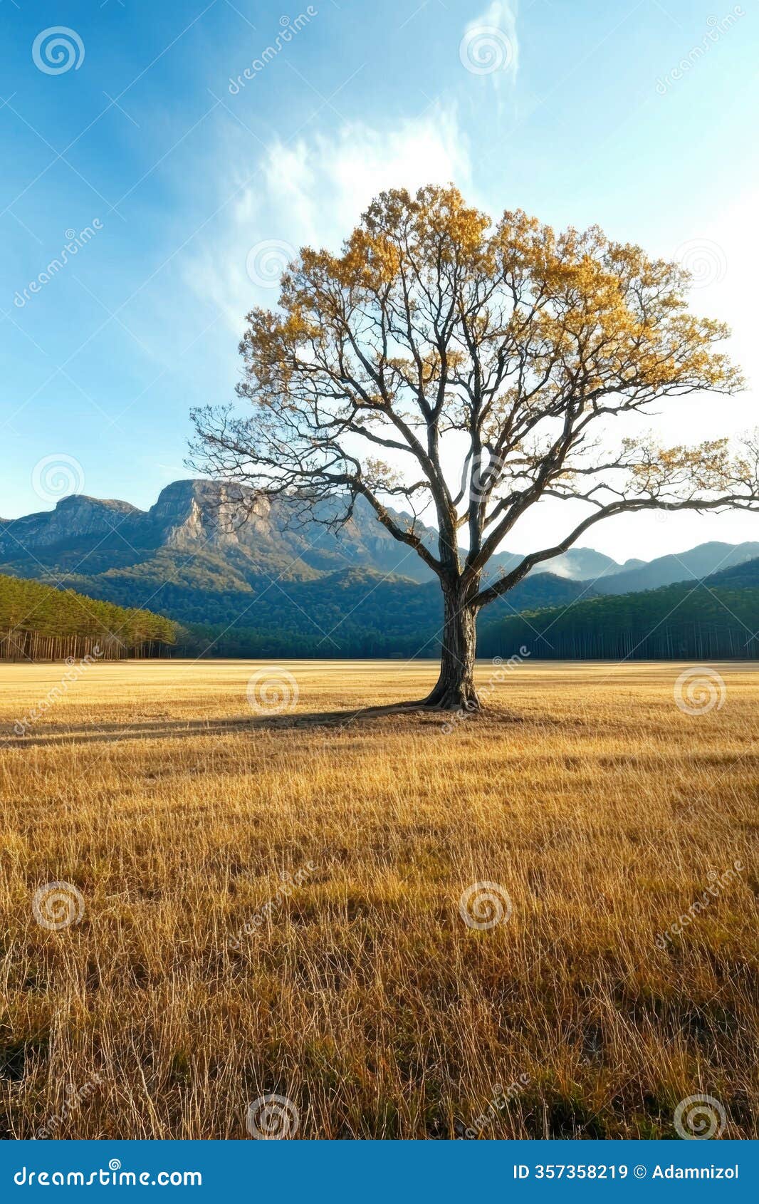 Single Tree in a Field with Mountains in the Background Stock ...