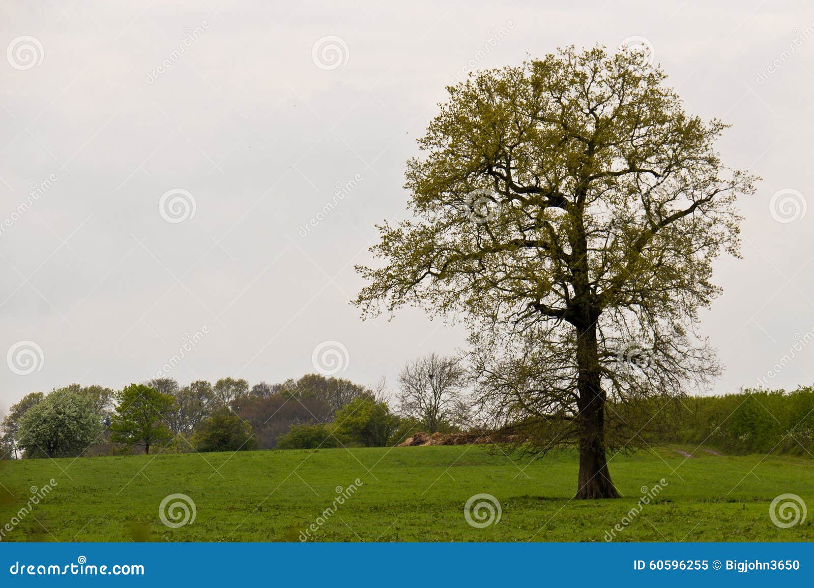 Single Tree in a Field on Overcast Spring Day Stock Image - Image of ...