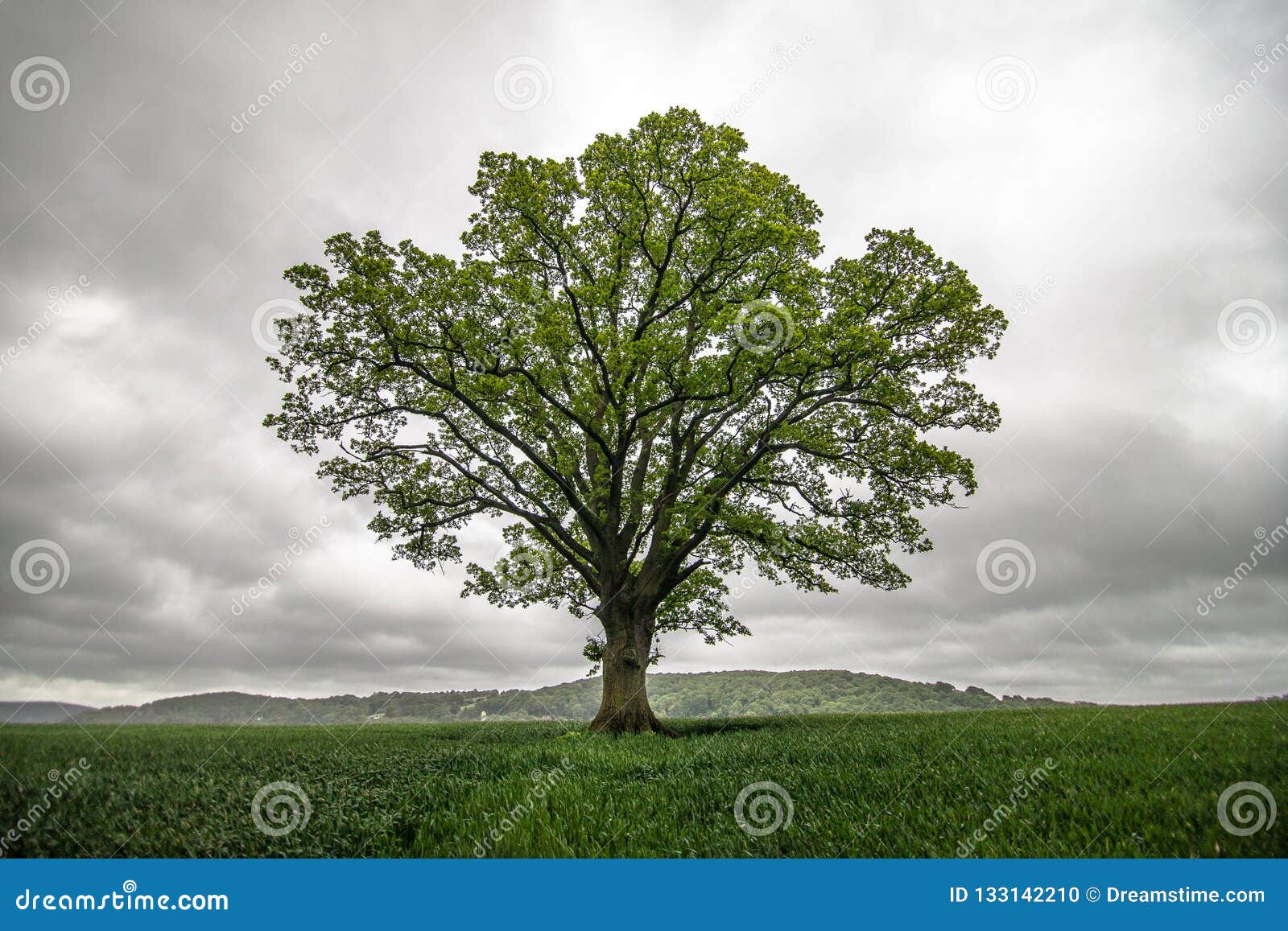 Single tree in field stock photo. Image of lonely, alone - 133142210
