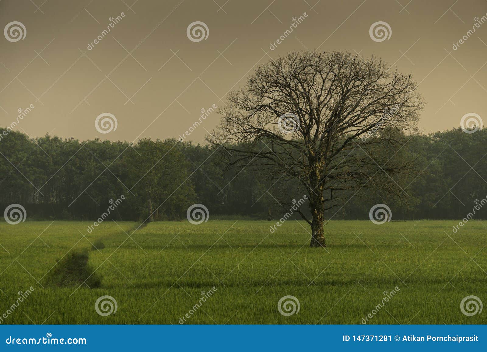 Single tree in the field stock image. Image of gold - 147371281