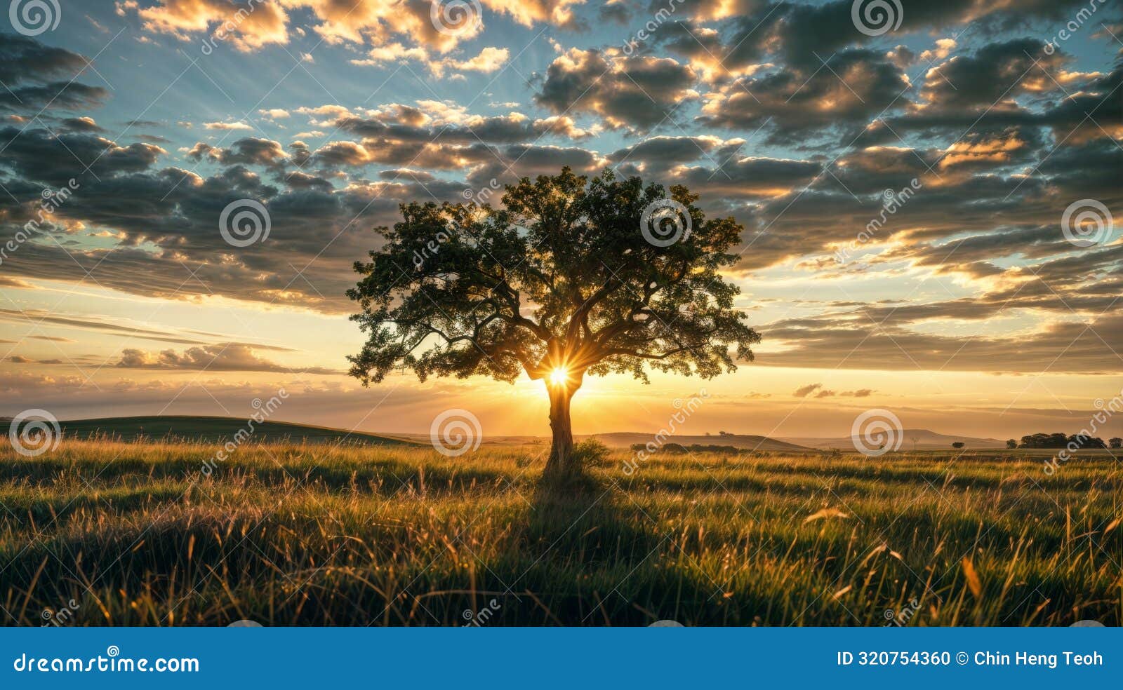 Single Tree in a Field at Sunset with Dramatic Sky Stock Illustration ...