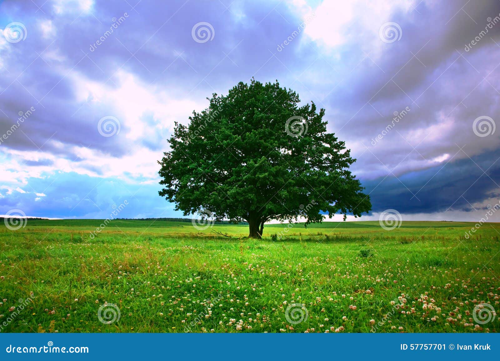Single tree in field stock image. Image of horizon, environment - 57757701