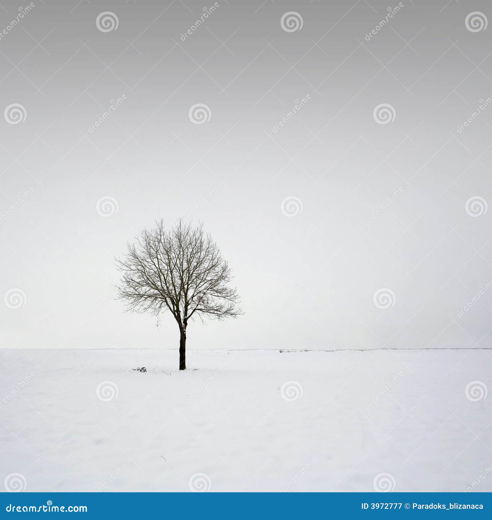 Single Tree in Field during Winter Stock Image - Image of bark ...