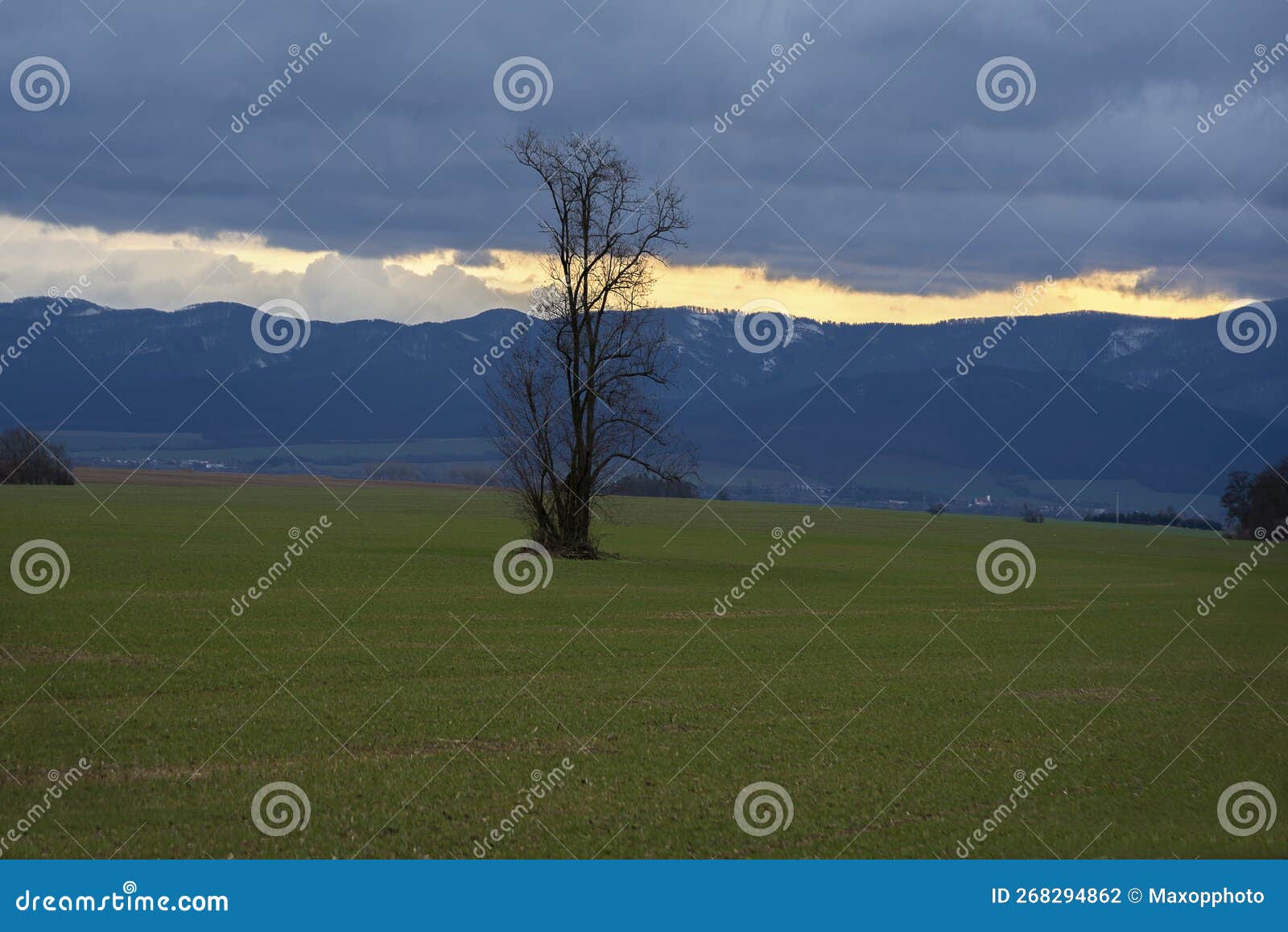 Single Tree in the Field in the Winter. No Snow Stock Photo - Image of ...