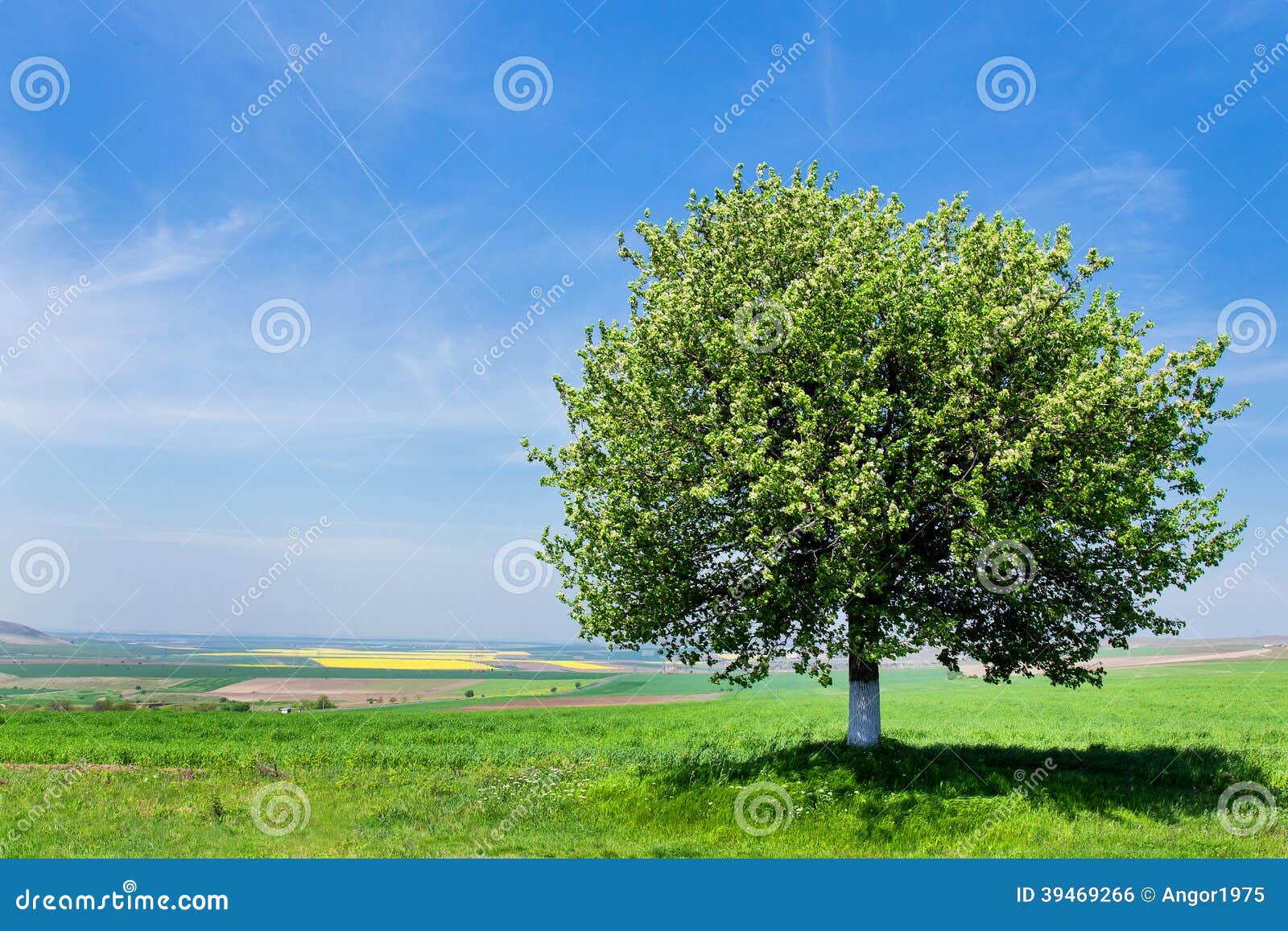 Single tree in a fields stock photo. Image of single - 39469266