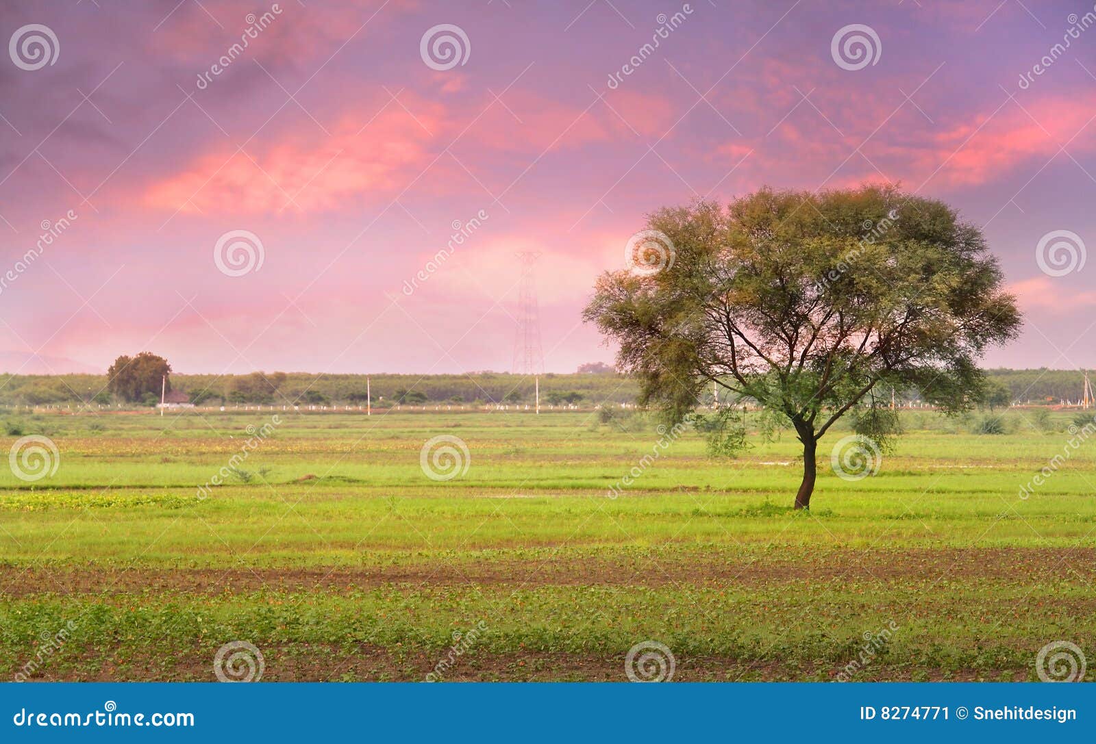 Single Tree in the Fields of India Stock Image - Image of plant, india ...