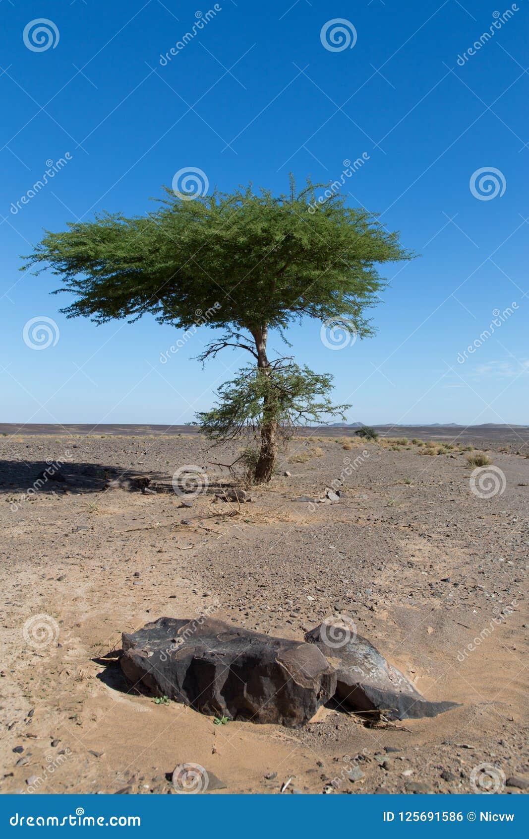 Single Tree in the Flat Desert. Stock Photo - Image of tree, africa ...