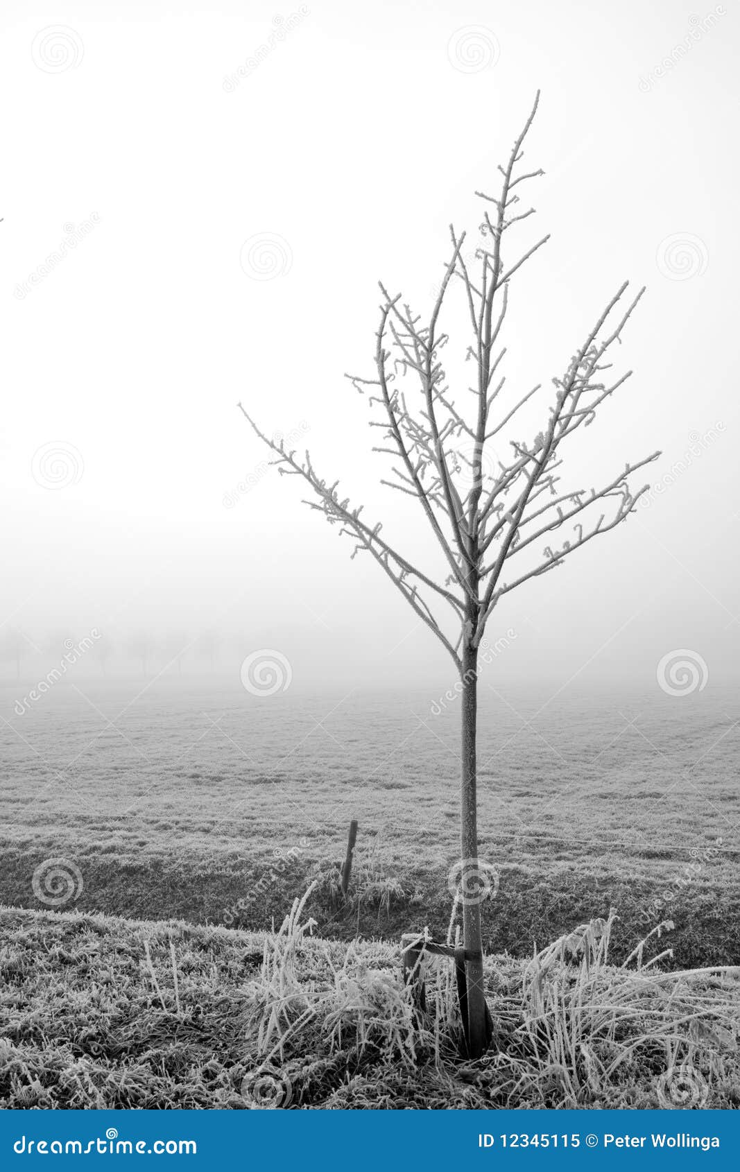 Single tree in the fog stock image. Image of rural, landscape - 12345115