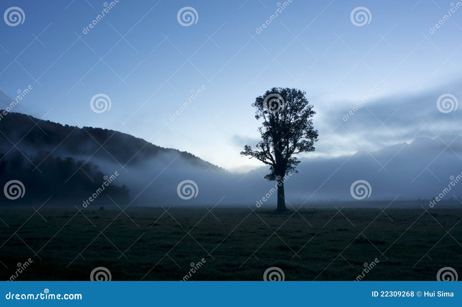 Single tree in the fog stock photo. Image of mountain - 22309268