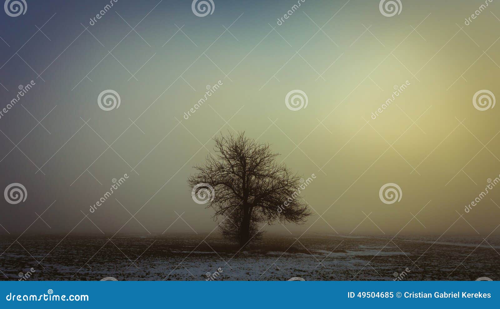 Single tree in the fog stock image. Image of abstract - 49504685