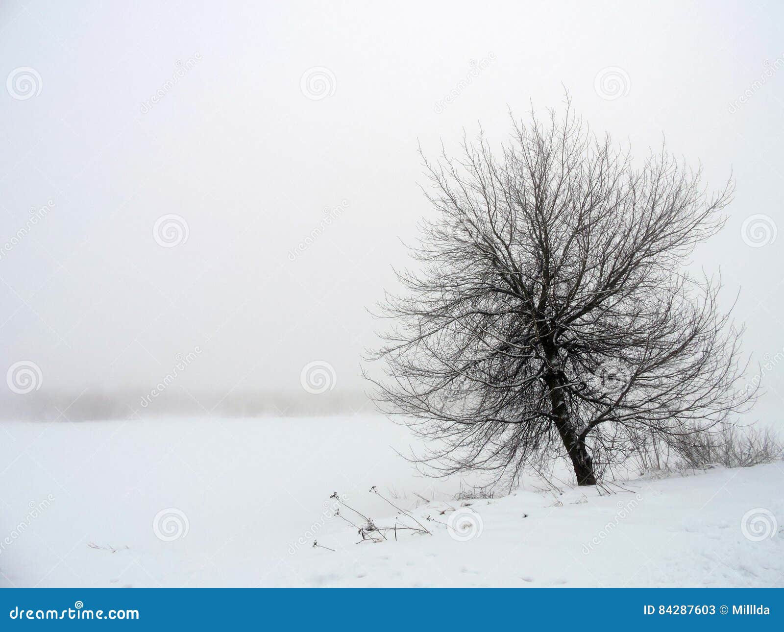 Single tree in fog stock image. Image of morning, landscape - 84287603