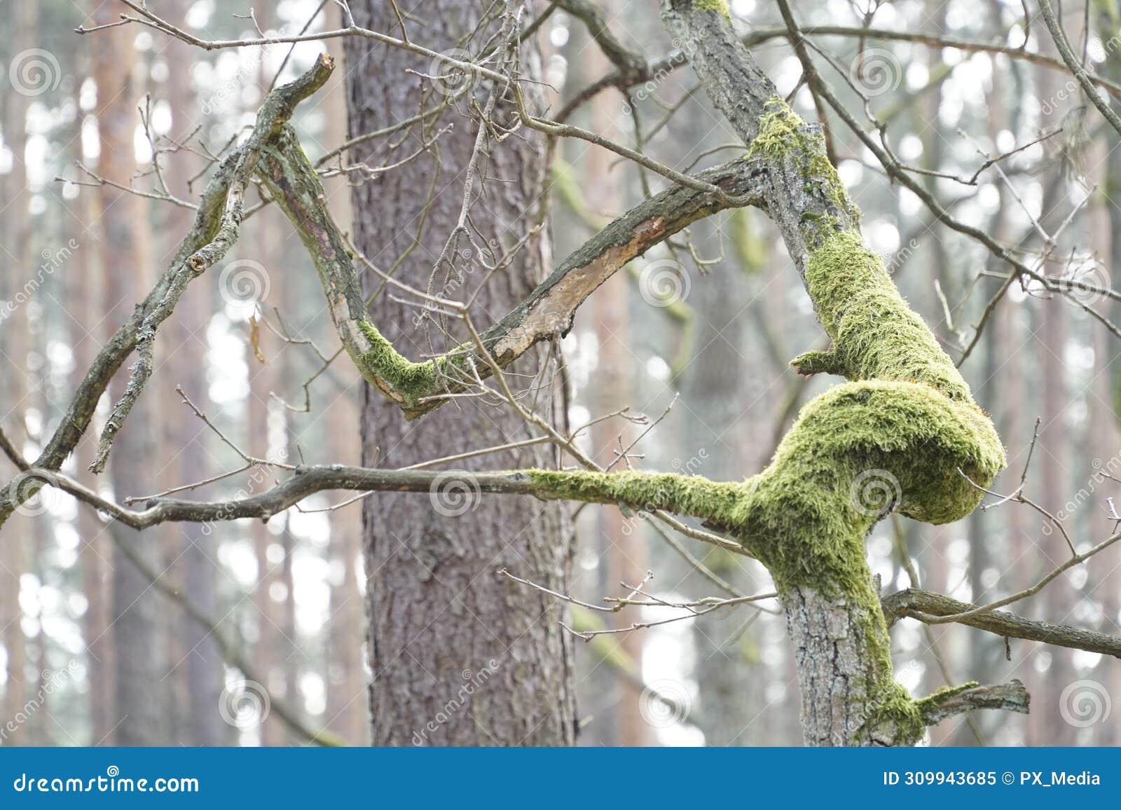 Single Tree in Forest Covered with Moss Stock Image - Image of nature ...