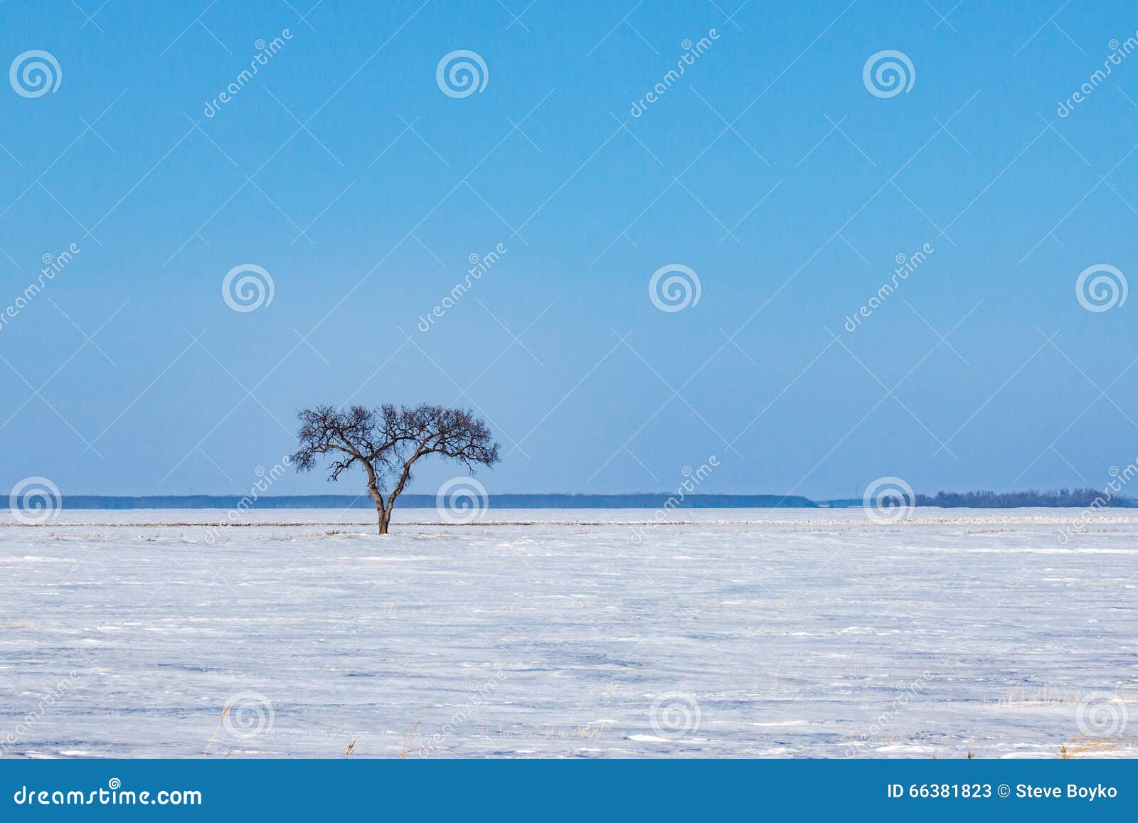Single Tree in Frozen Prairie Stock Image - Image of isolated, field ...