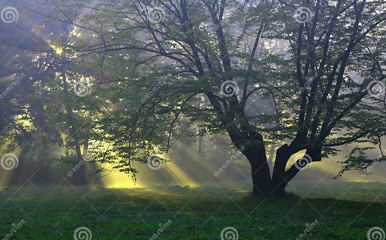 Single tree on the glade stock photo. Image of summer - 2359890