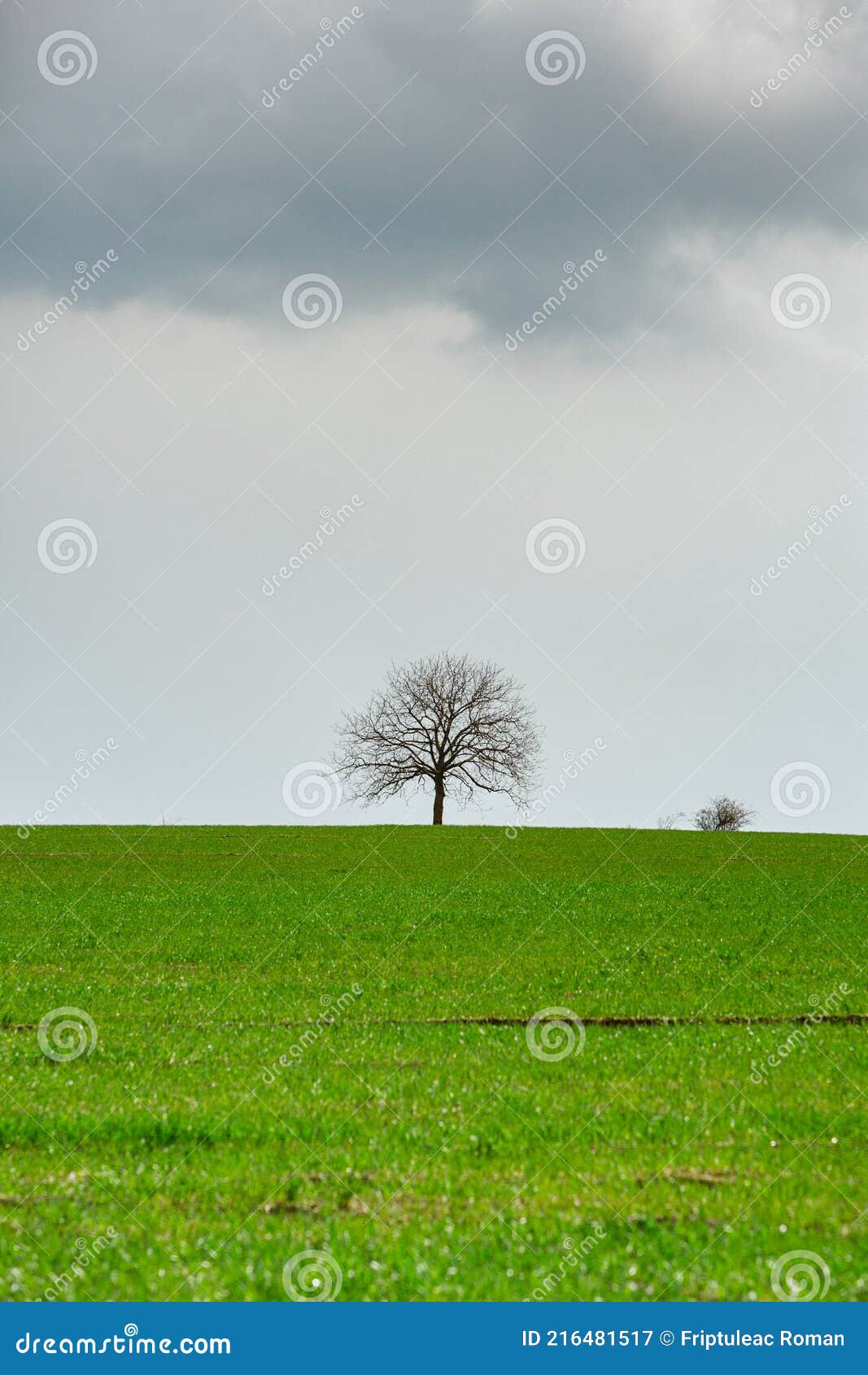 Single Tree and Grass Field with Dark Clouds and Blue Sky Stock Image ...