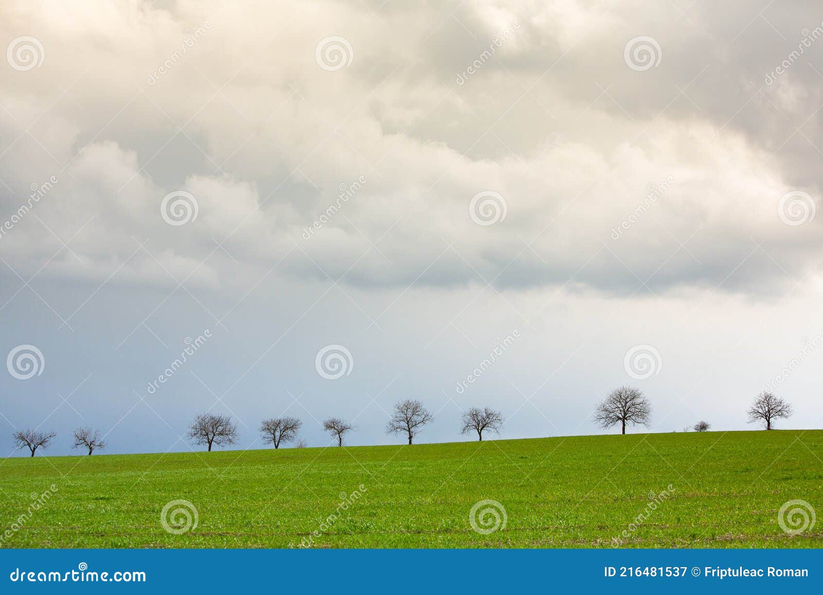 Single Tree and Grass Field with Dark Clouds and Blue Sky Stock Image ...