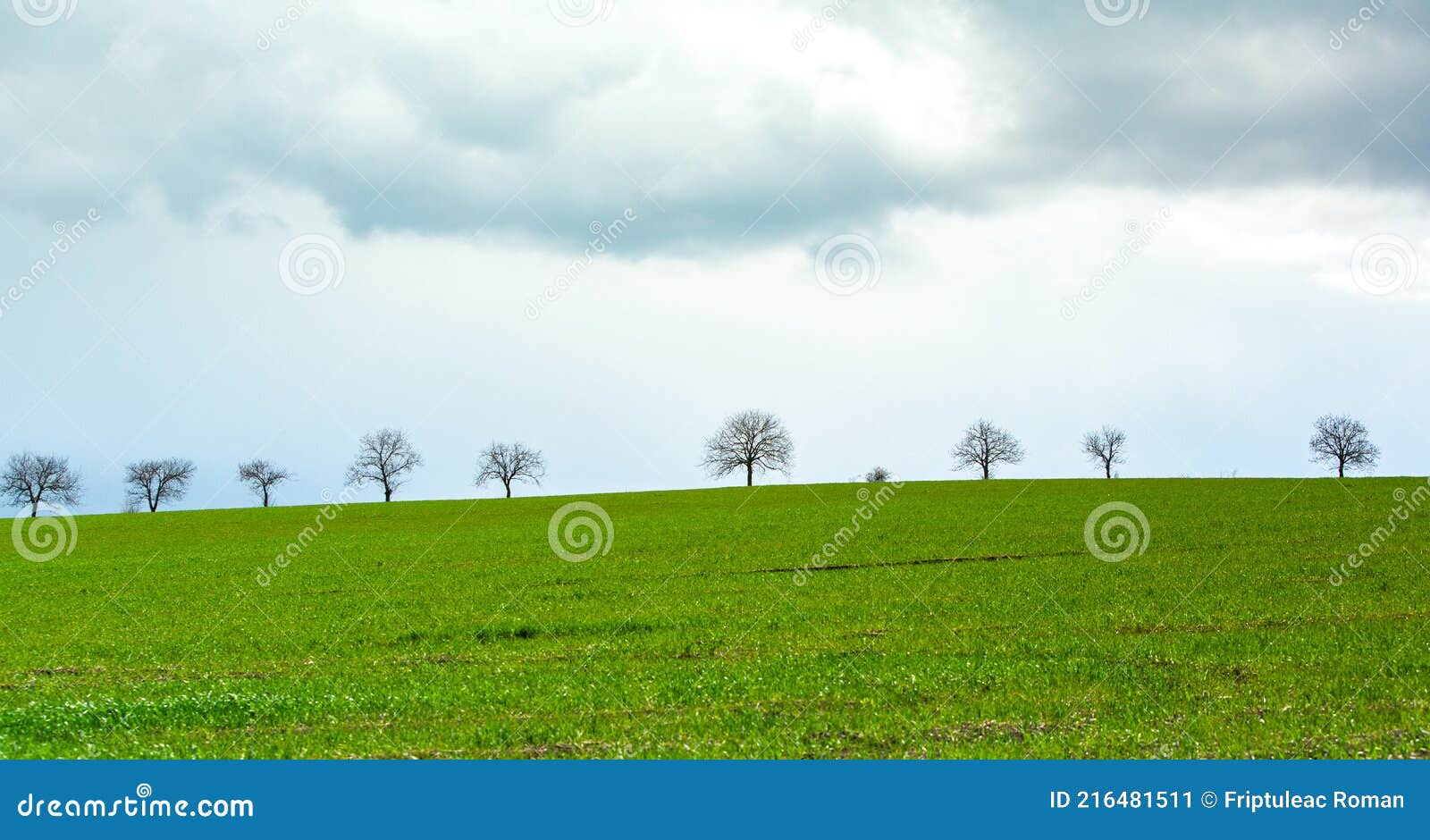 Single Tree and Grass Field with Dark Clouds and Blue Sky Stock Image ...