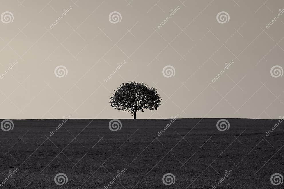 Single Tree on a Grass Field at Sunrise Stock Image - Image of alone ...