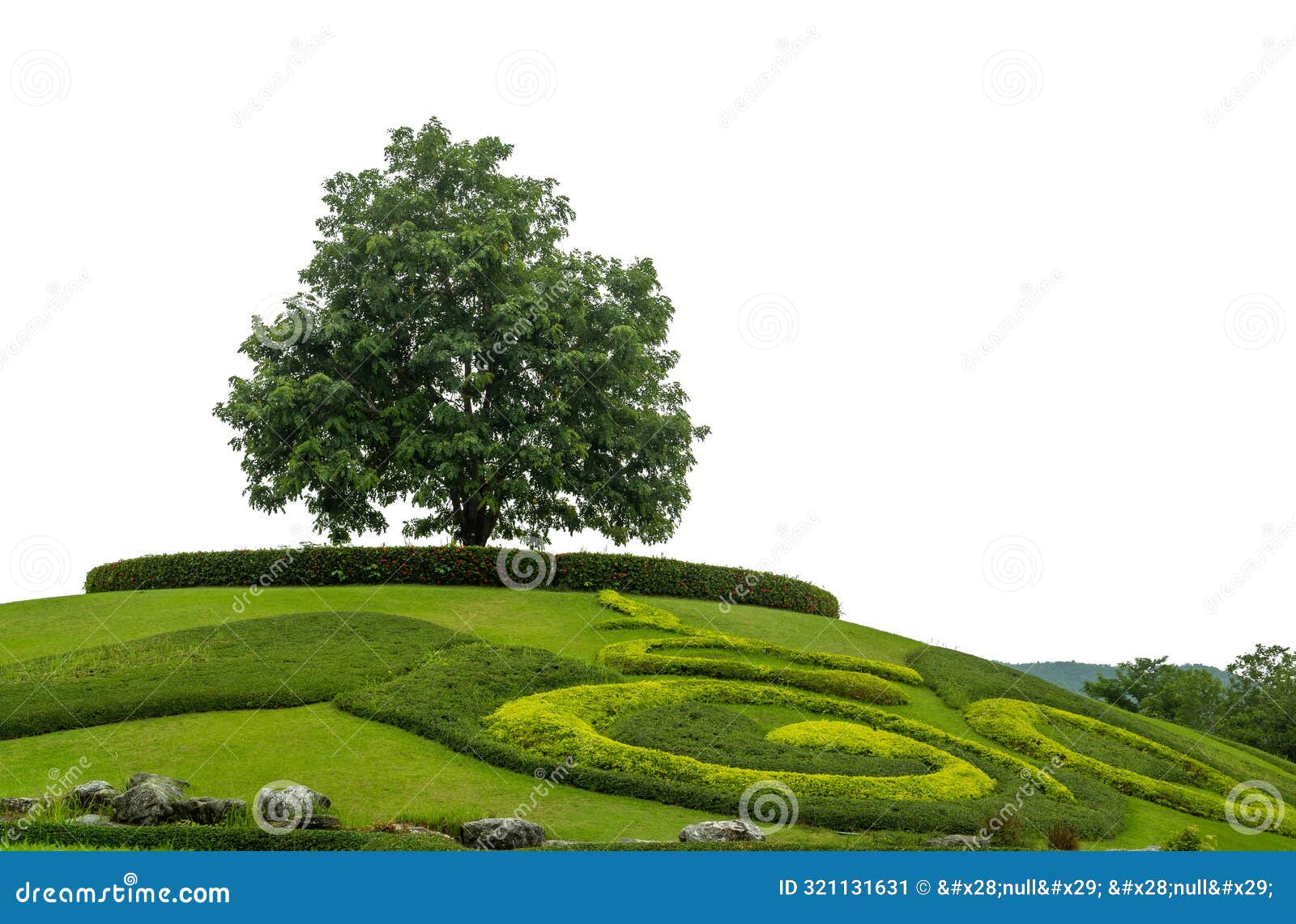 Single Tree on Grass Hill Isolate White Background with Cliping Path ...