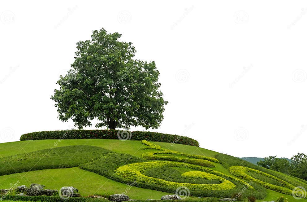 Single Tree on Grass Hill Isolate White Background with Cliping Path ...