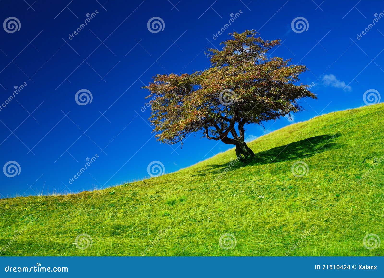 Single Tree on a Grassfield Stock Photo - Image of horizon, park: 21510424