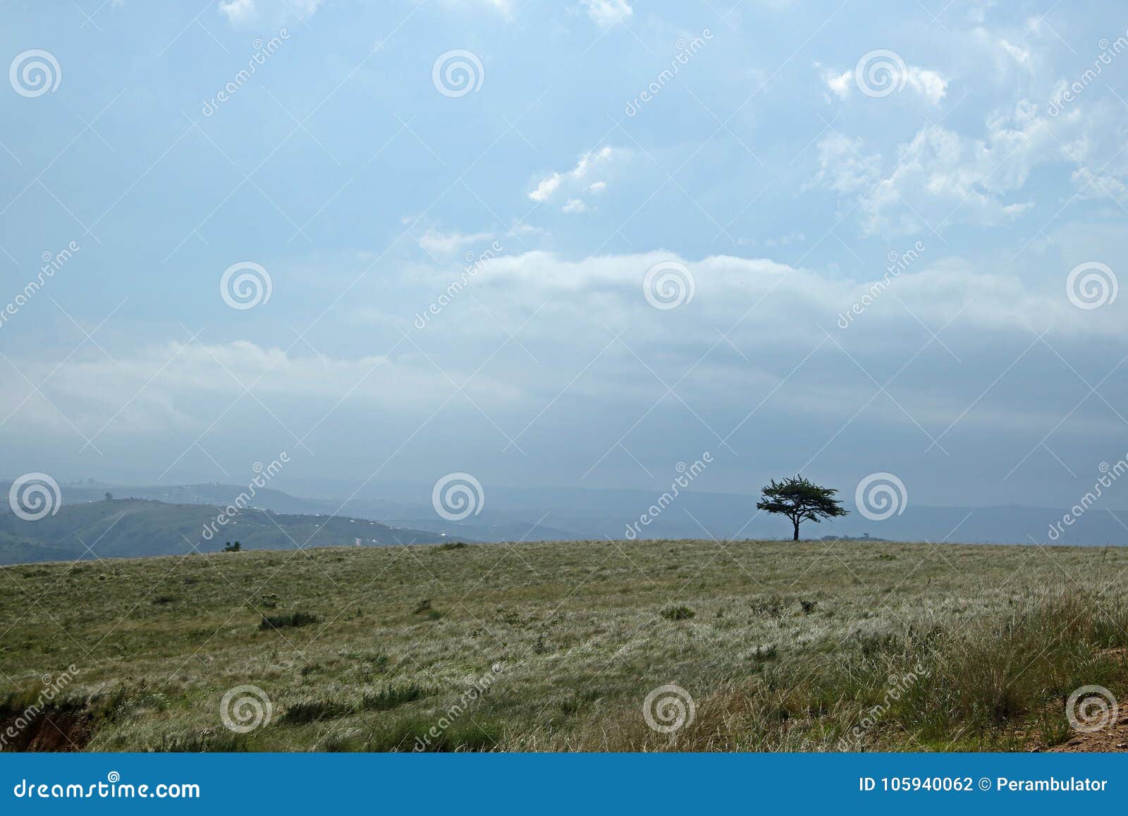 SINGLE TREE in GRASSLAND LANDSCAPE Stock Photo - Image of light, scenic ...