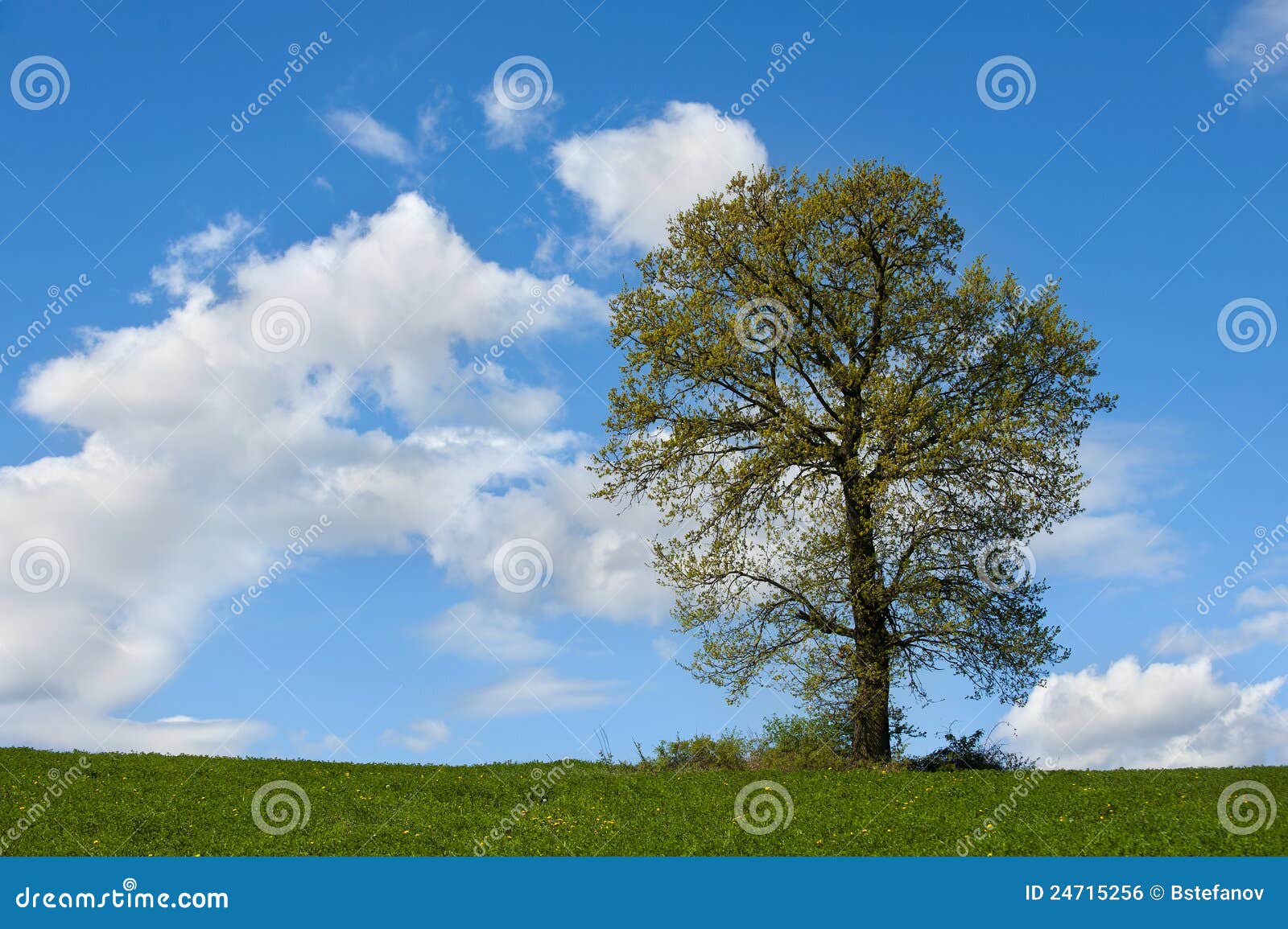 Single Tree on a Green Field. Stock Photo - Image of meadow, tree: 24715256