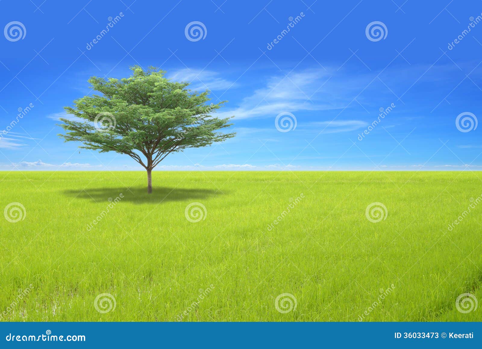 Single tree on green field stock image. Image of grass - 36033473