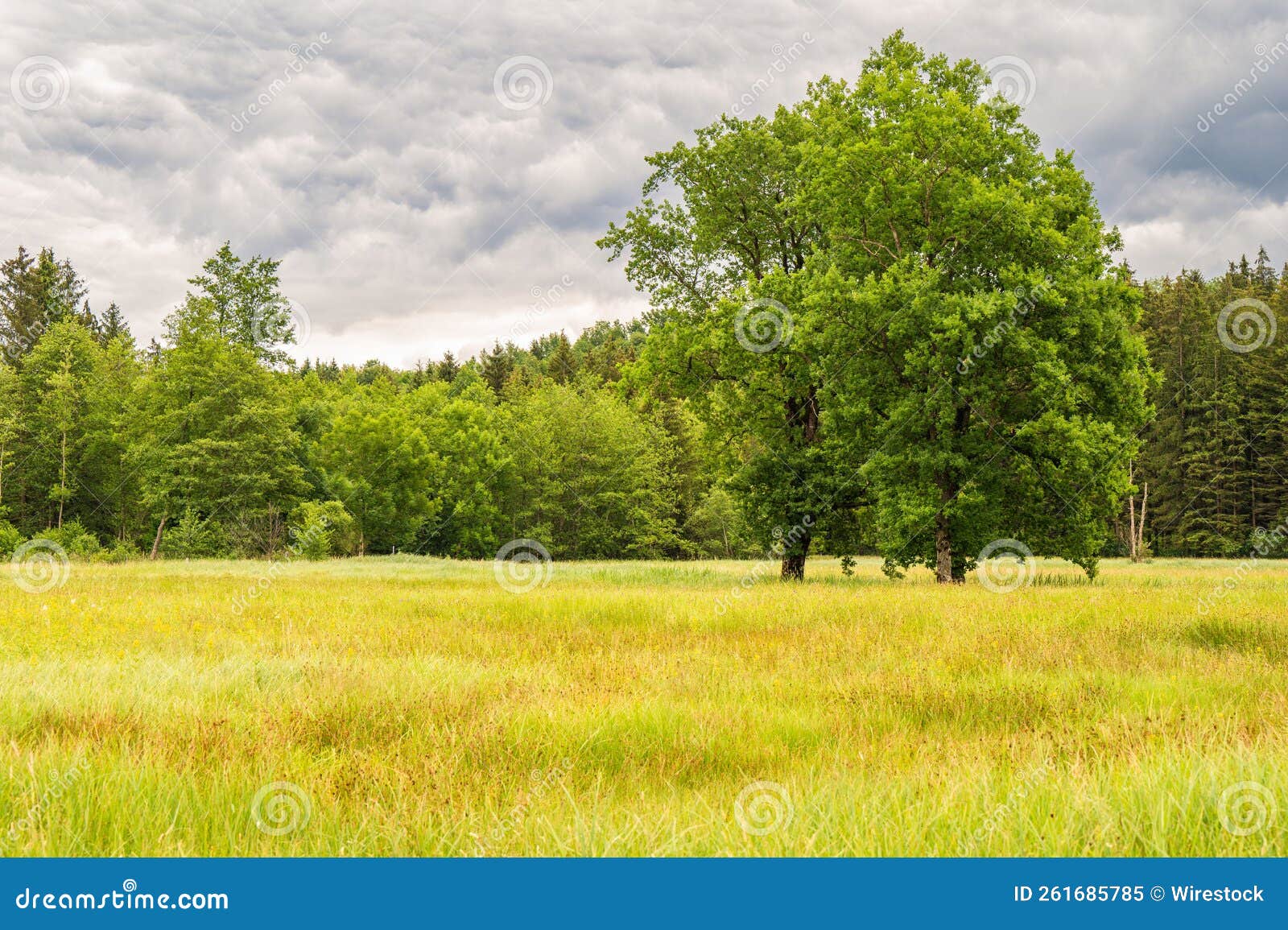 A Single Tree on a Green Field in Moor Stock Image - Image of spring ...