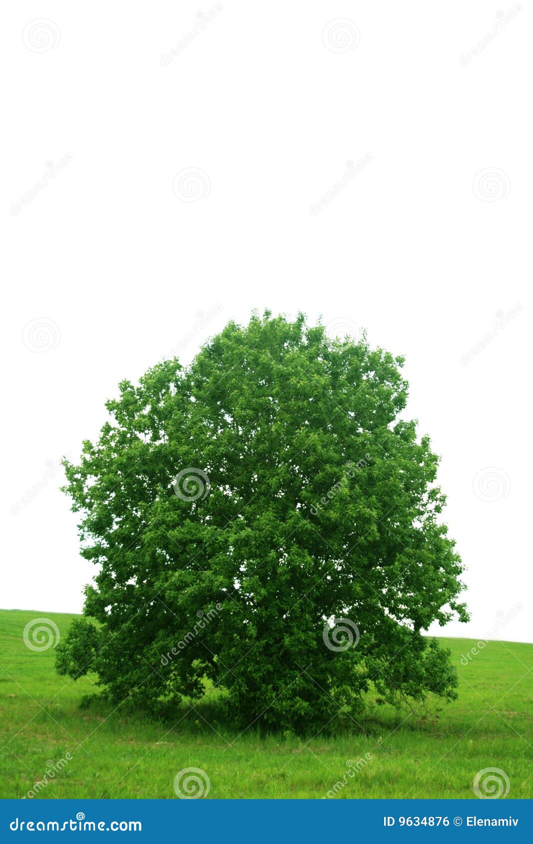 Single Tree and Green Grass. Stock Photo - Image of land, leaf: 9634876