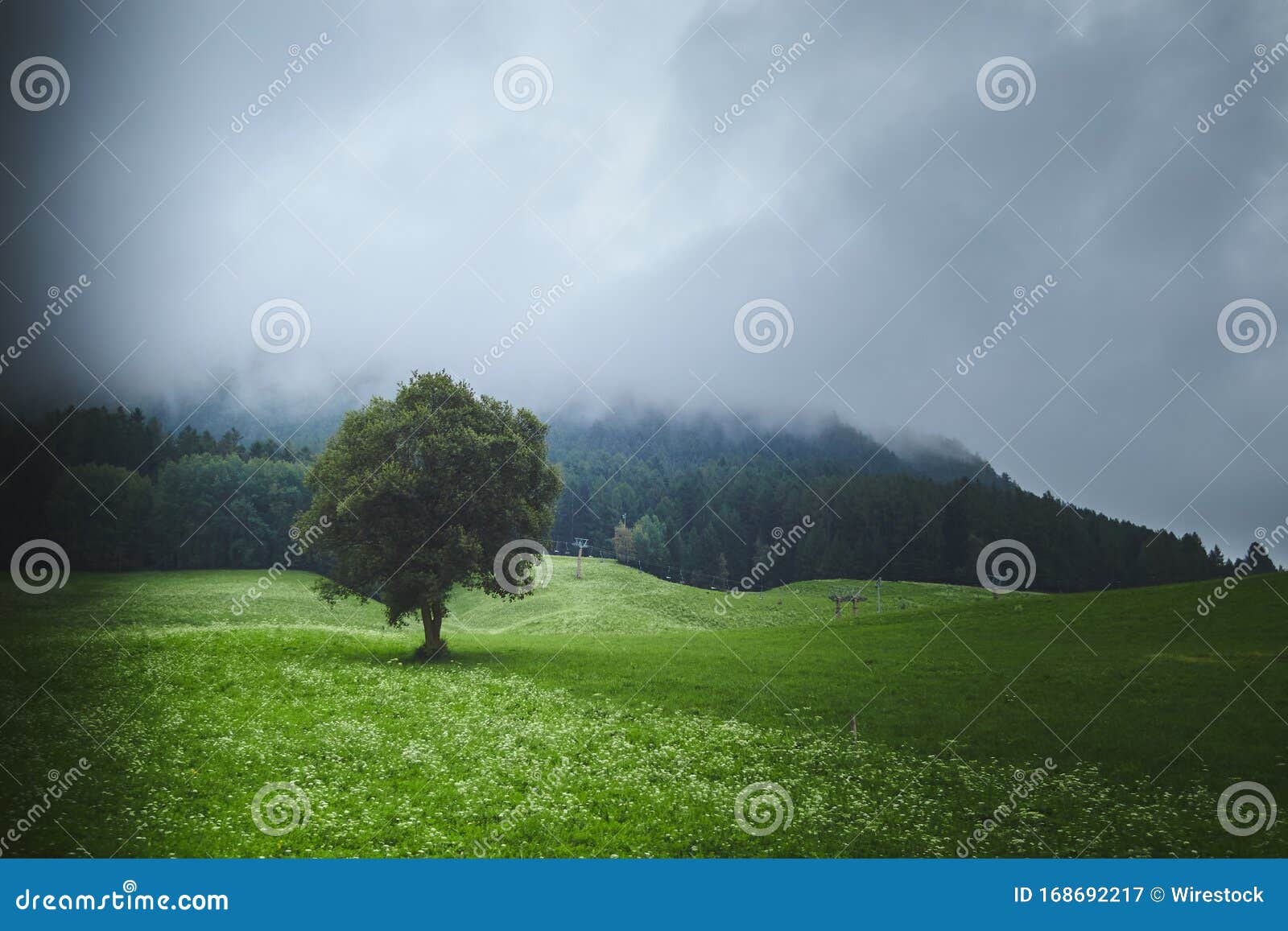 Single Tree in a Green Grassy Land with the Mountains Enveloped with ...