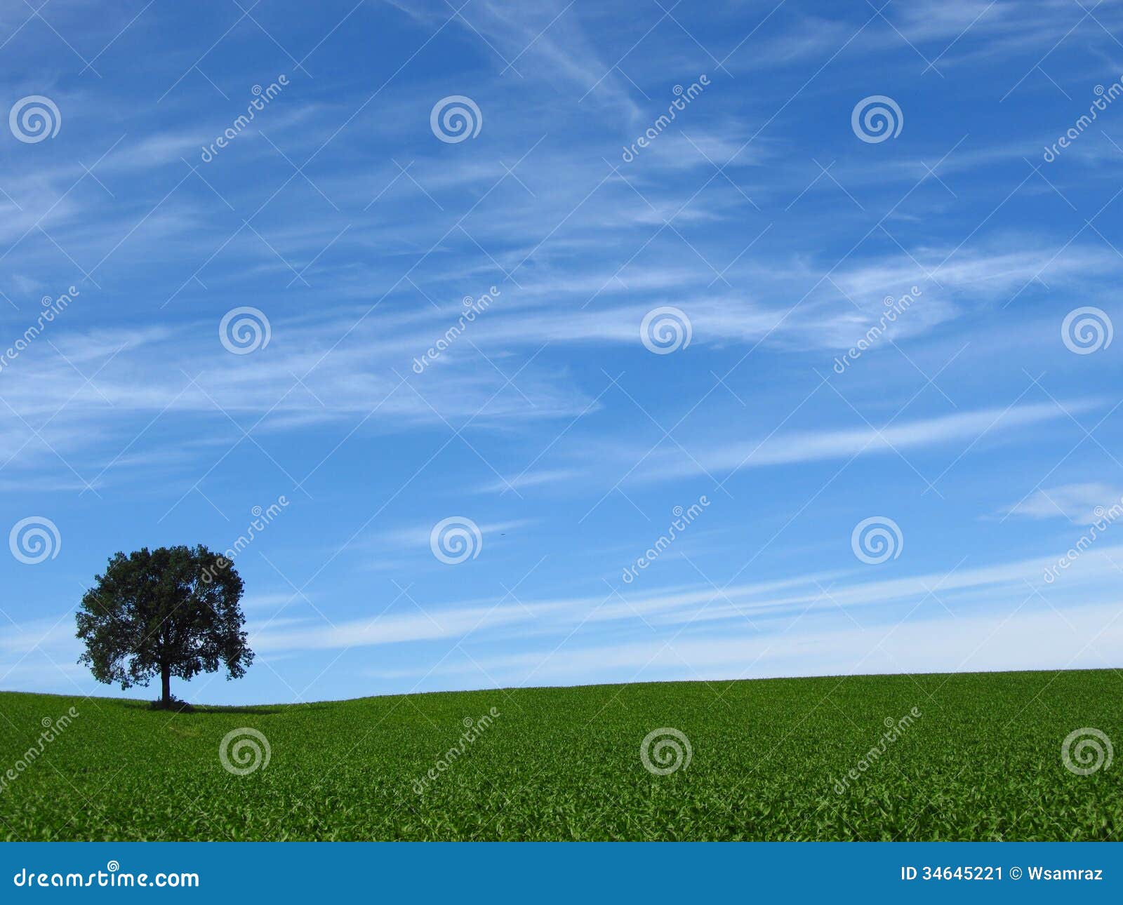 Single tree stock image. Image of single, lonely, clouds - 34645221
