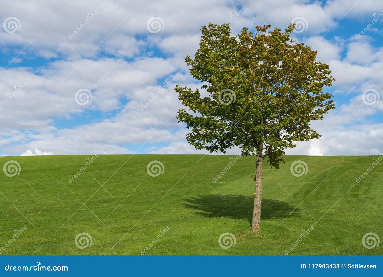 Single Tree on Green Hillside Stock Photo - Image of grass, lush: 117903438