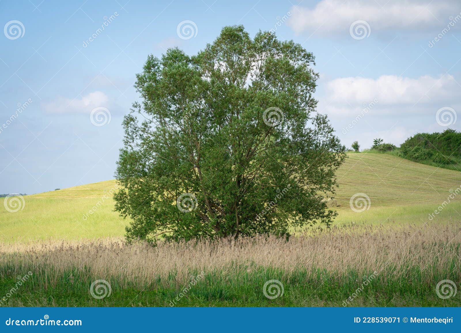 Single Tree with Green Leaves in the Countryside Stock Image - Image of ...